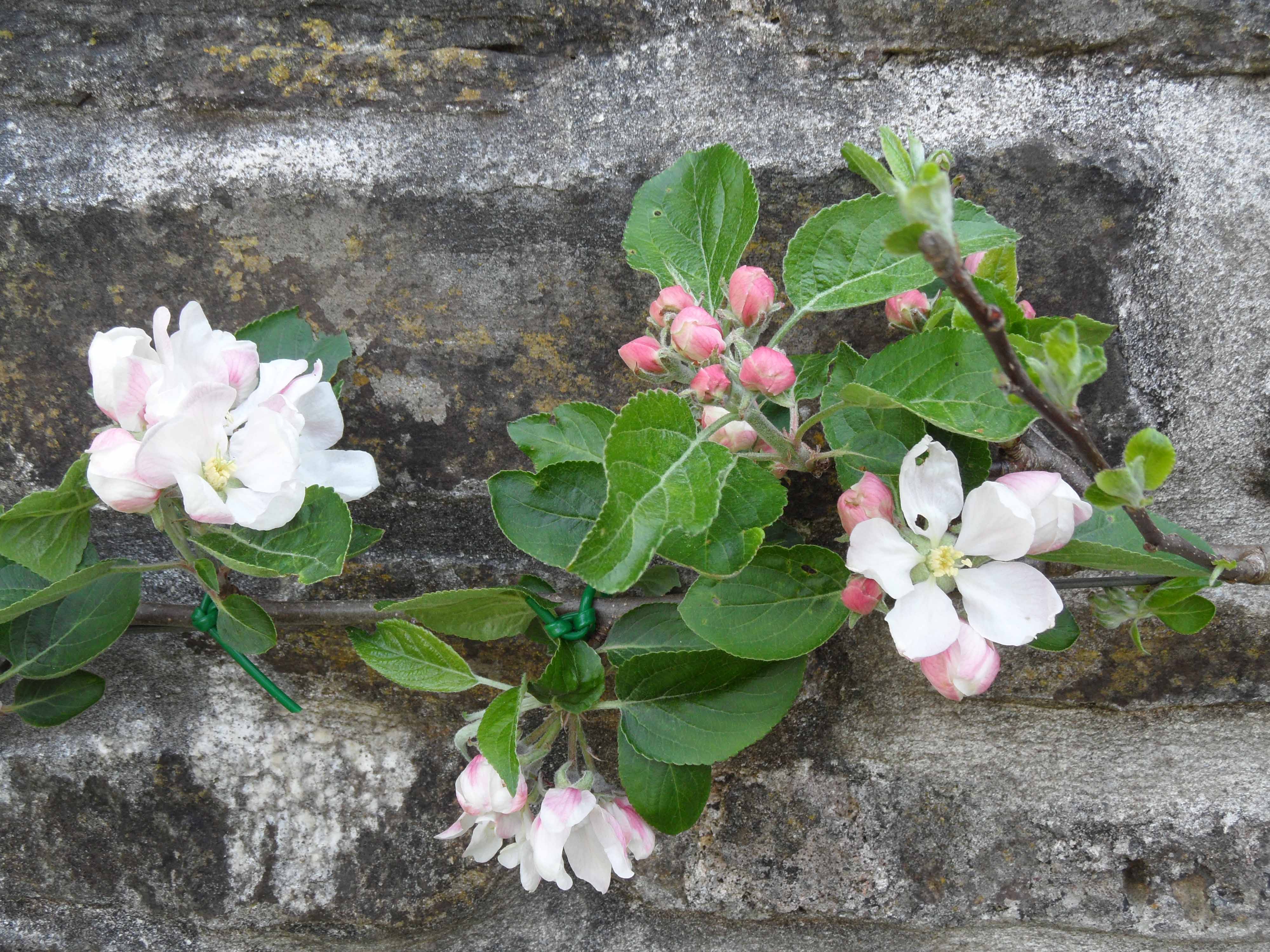 Amdanom ni | Maenordy Scolton